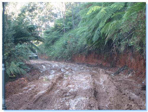 Bunyip State Forest 2007