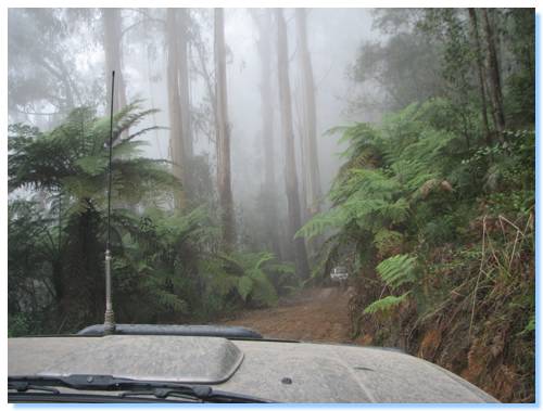 Bunyip State Forest 2007